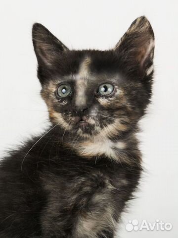 Британочка