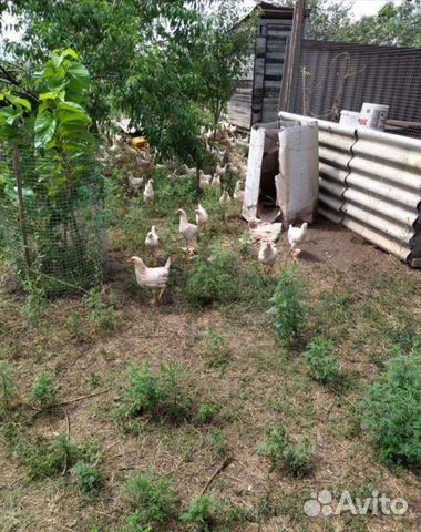 Петушки 4,5 месяца