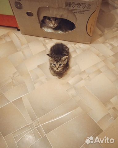 Котик тигровый
