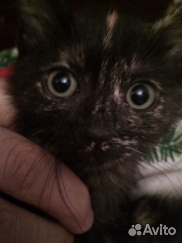 Малышка Бусинка ищет дом