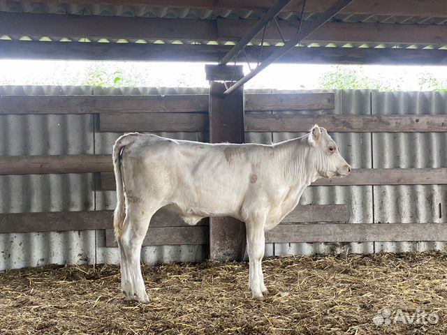 Продается телочка