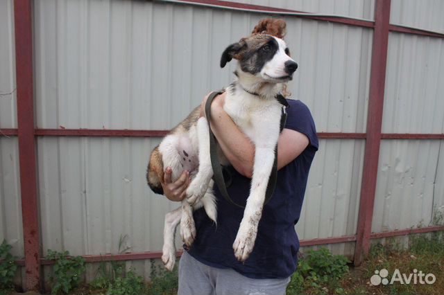 Щенок, девочка ищет дом