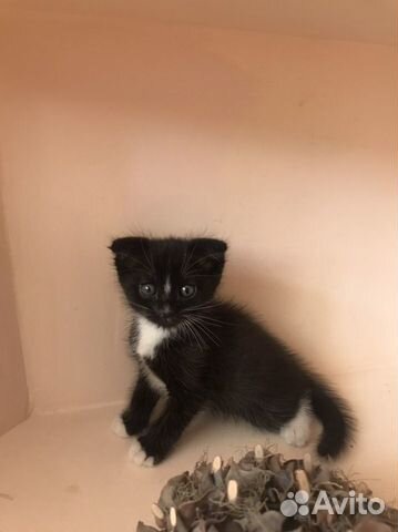 Котята