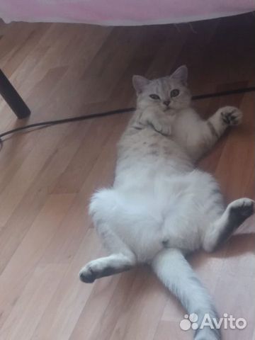 Кошка