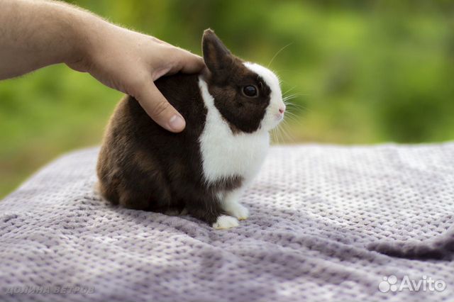 Декоративный кролик минор, мальчик
