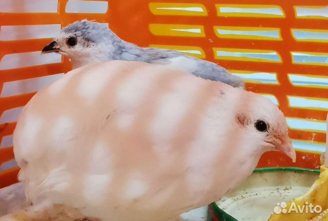 Китайский расписной перепел (white)