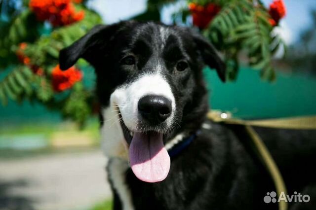 Собака из приюта