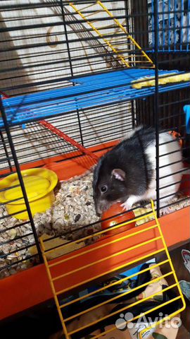 Крыса дамбо с клеткой бесплатно