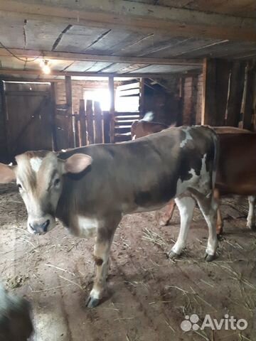 Телочки и бычки