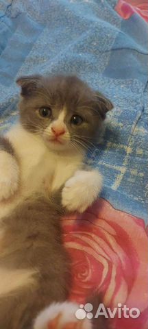 Шотландский котенок