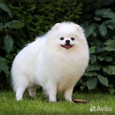 Белая сука помераночка, пом, шпиц