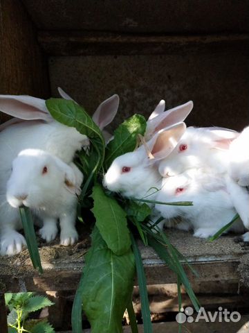 Крольчата белый, серый великан на племя