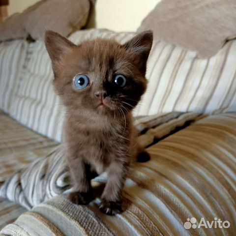 Котенок британская девочка