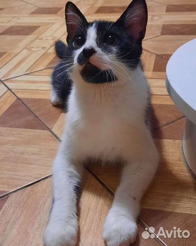 Котёнок (ласковый и активный котик)