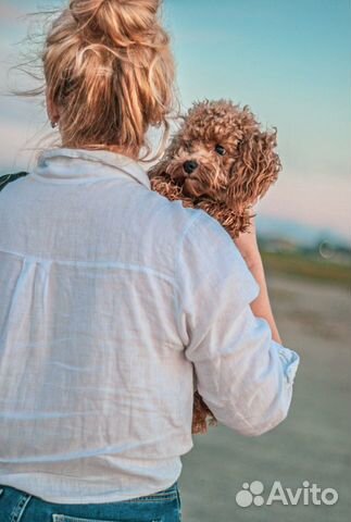 Пудель вязка