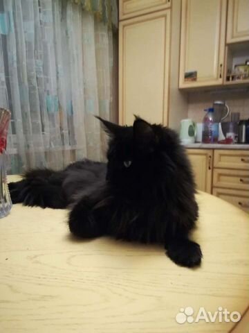 Мэйн кун кот