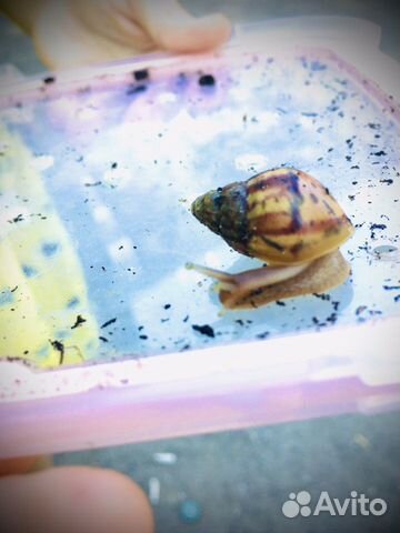 Улитки ахатины