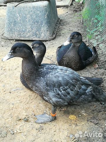 Утята индоутки