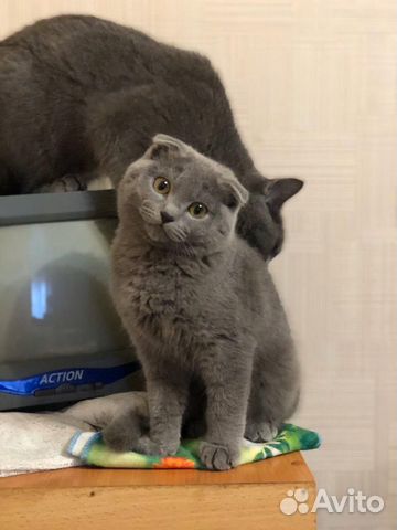 Шотландская