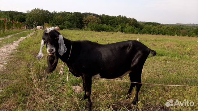 Нубийский козел