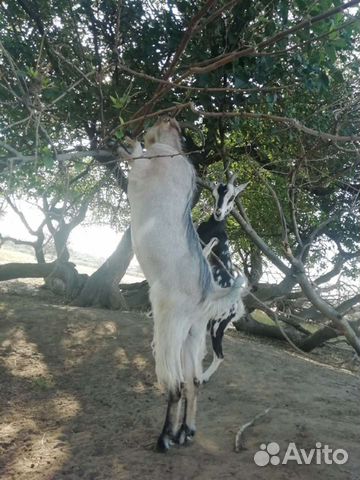 Козы и козлы