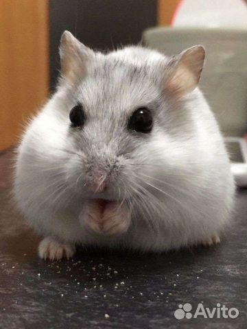 Джунгарский хомяк бесплатно