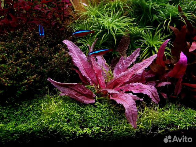 Криптокорина Фламинго (Cryptocoryne spec. Flamingo