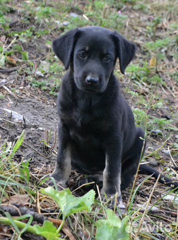 Ищет дом щенок не крупной Собачки Черника