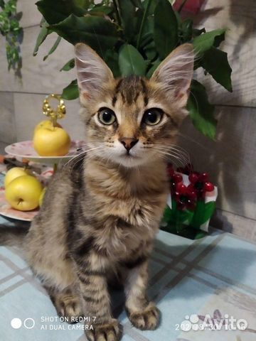 Котята в добрые руки бесплатно