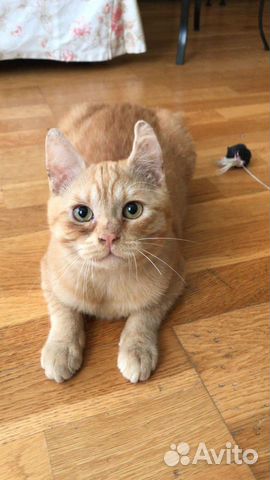 Рыжий котенок-подросток в добрые руки