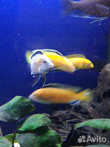 Цихлиды елоу