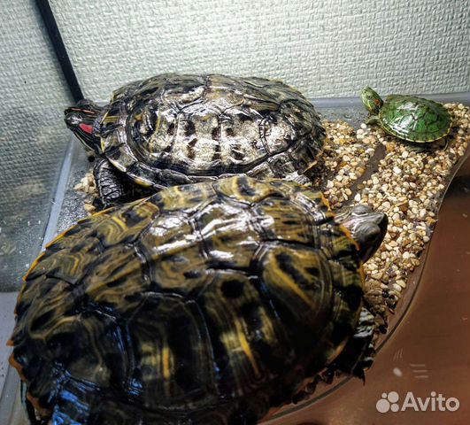 Бесплатно отдам черепашек