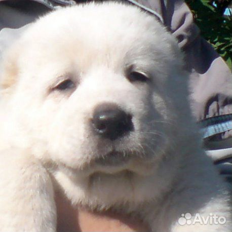 Продаю щенков сао РКФ