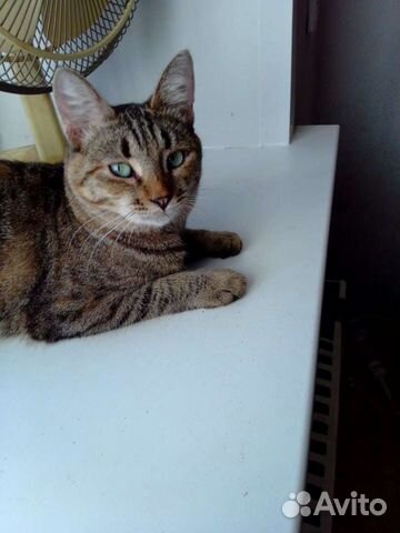 Молодая красивая, около года, кошечка Нора Озорная