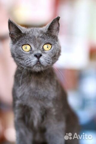 Британка Шарлотта ищет дом