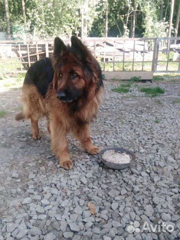 Собака немецкая овчарка