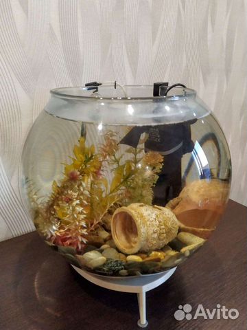 Аквариум вместе с двумя сомиками