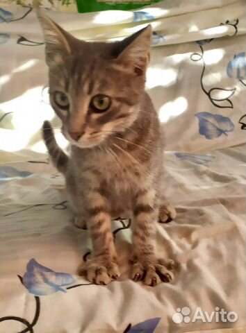 Котята в доьрые руки