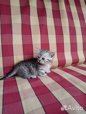 Крошки коротконожки