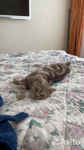 Британец в хорошие руки