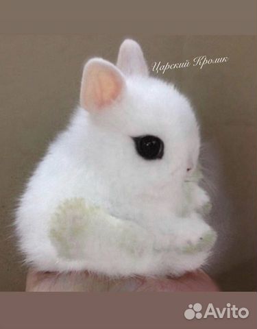 Кролики Царские карликовые