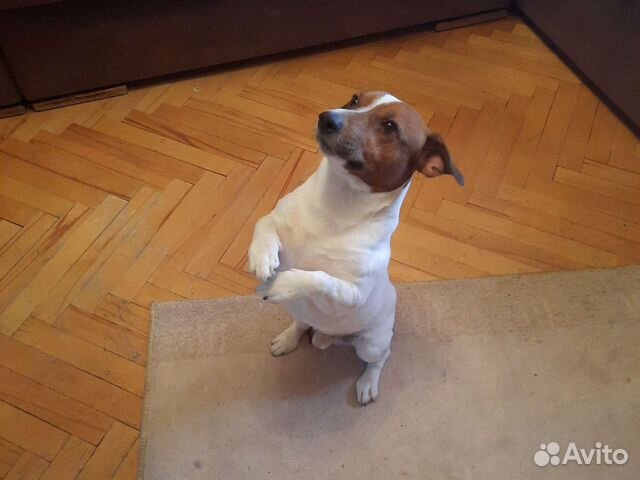 Джек рассел терьер отдадим в добрые руки