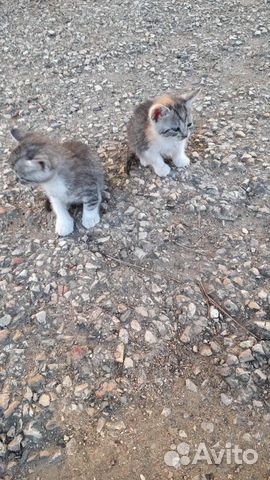 Котята в добрые руки бесплатно