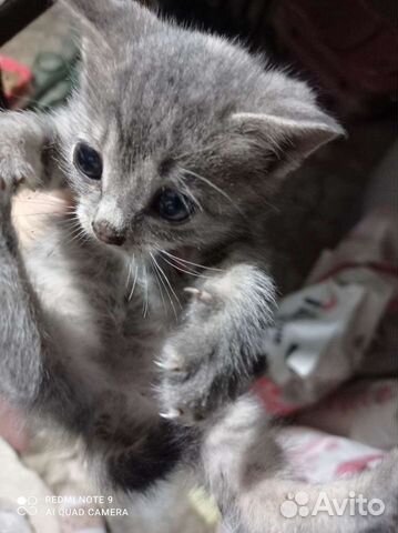 Маленькие котята бесплатно, 3 девочки и рыжий маль