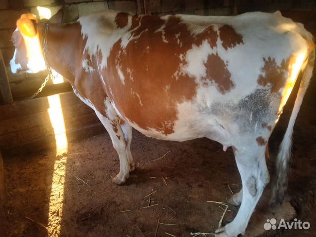 Айширская корова