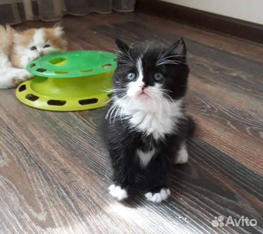 Умный и ласковый кот