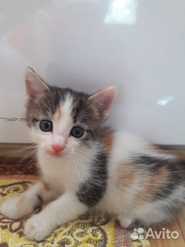 Трехшёрстный котенок (девочка) в добрые руки