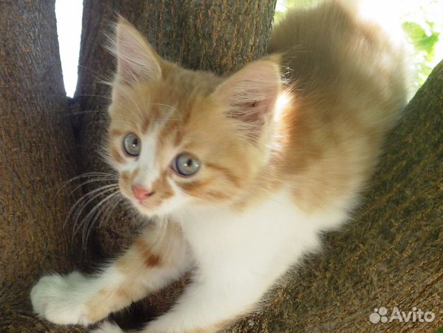 Котята мышеловы Помогите им обрести дом