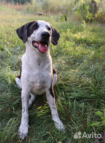 Собака ищет дом