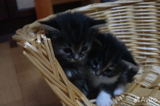 Два прекрасных котёнка. Девочки